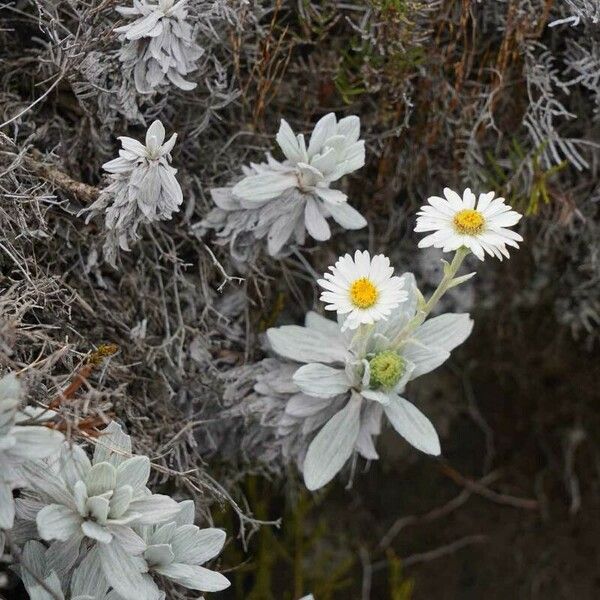 White Mountain Musk (Celmisia Incana) Plant Care & How to Grow, Water