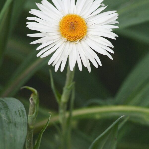 Akaroa Daisy (Celmisia Mackaui) Care Guide: Water, Soil & Propagation ...
