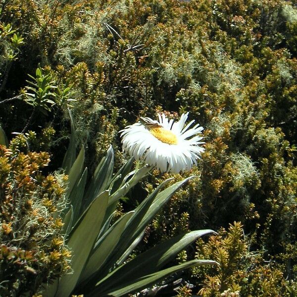Silvery Cotton (Celmisia Semicordata) Plant Care & How to Grow, Water