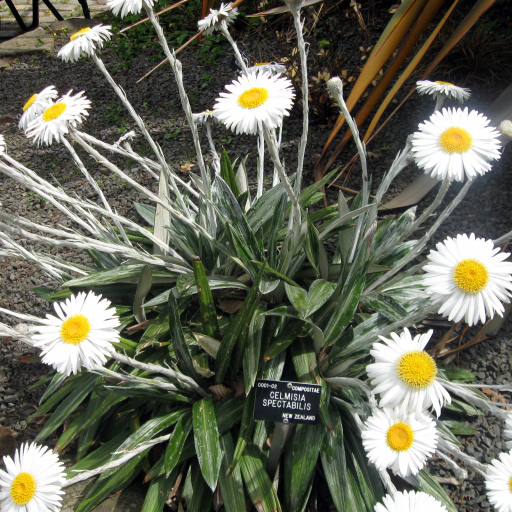 Common Mountain Daisy (Celmisia Spectabilis) Plant Care & How to Grow ...