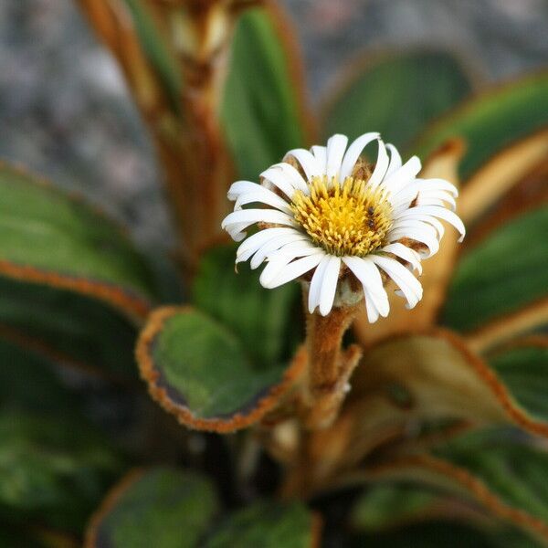 Mountain Daisy (Celmisia Traversii) Plant Care & How to Grow, Water