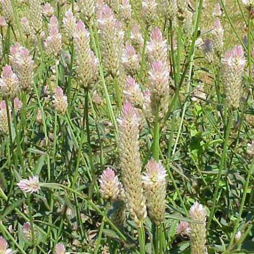 Feather Celosia (Celosia Argentea) Plant Care & How to Grow, Water