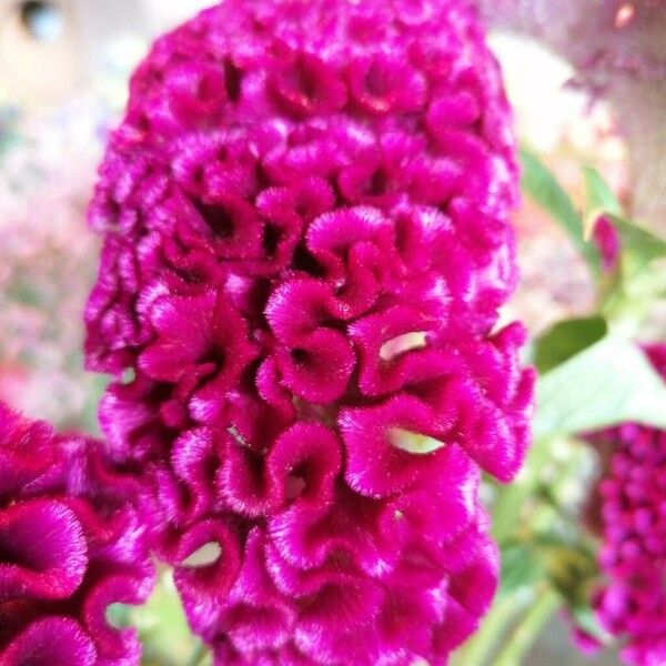 Crested Cockscomb (Celosia Cristata) Plant Care & How to Grow, Water