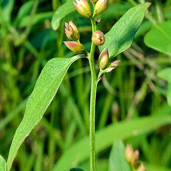 West Indian Cock's Comb (Celosia Nitida) Plant Care & How to Grow, Water