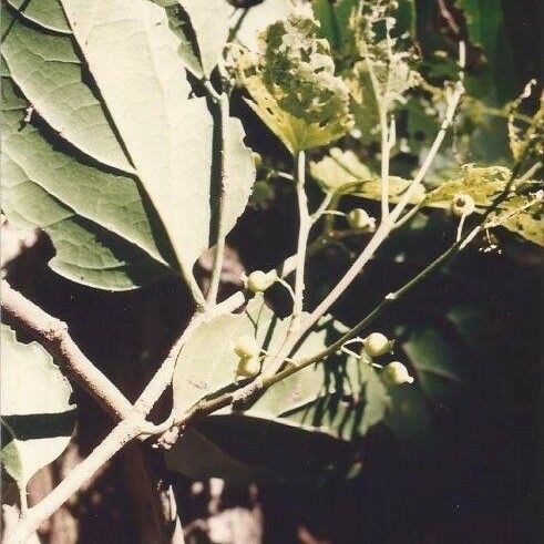 Celtis Balansae Plant Care & How to Grow, Water