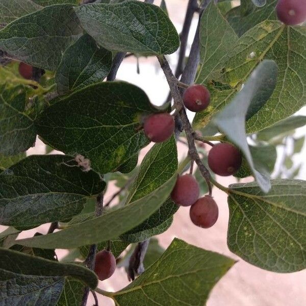 Celtis Caudata Plant Care & How to Grow, Water