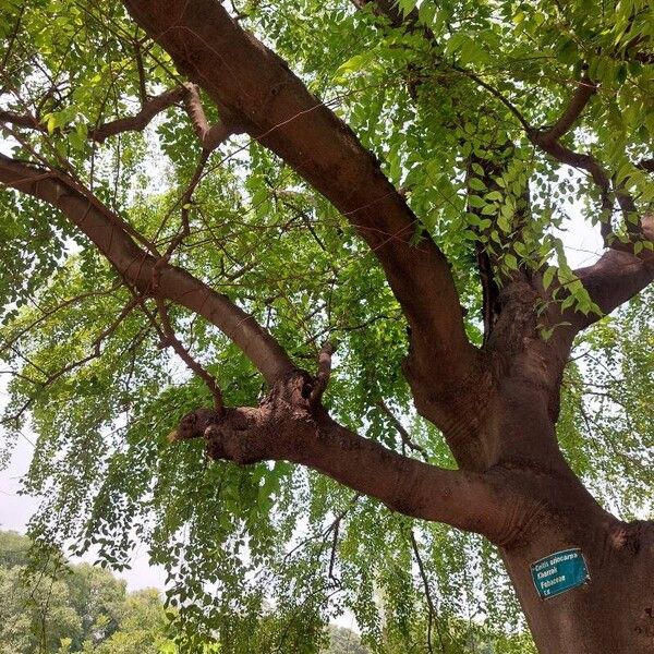 Celtis Eriocarpa Care Guide: Water, Soil & Propagation - Plantiary
