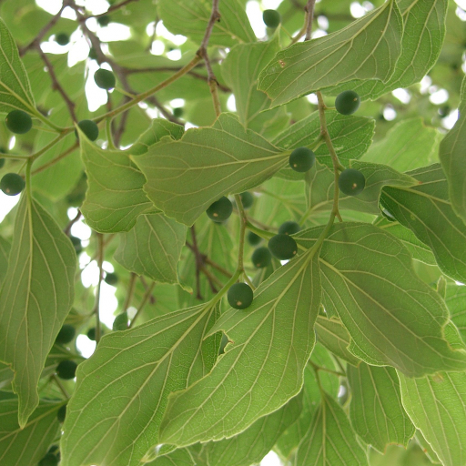 Caudate-Leaf Hackberry (Celtis Jessoensis) Plant Care & How to Grow, Water