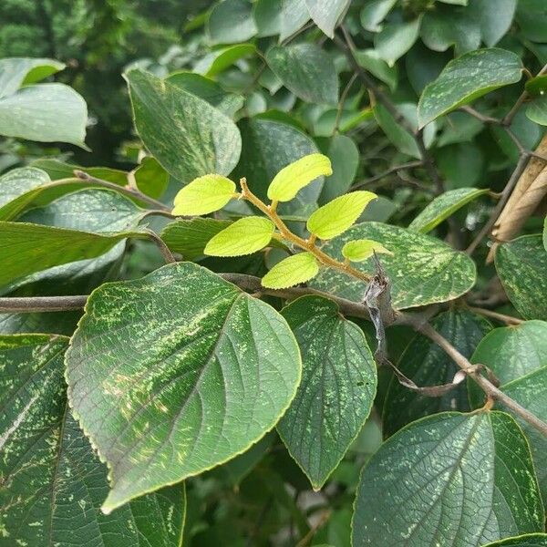 Celtis Julianae Plant Care & How to Grow, Water