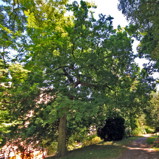Common Hackberry (Celtis Occidentalis) Plant Care & How to Grow, Water