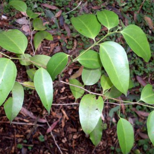 Silky Celtis (Celtis Paniculata) Plant Care & How to Grow, Water