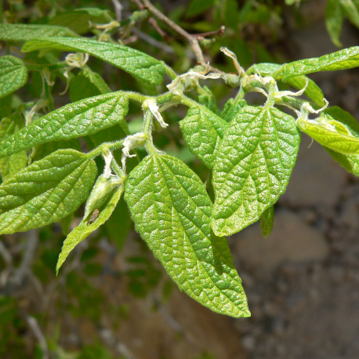 Celtis Reticulata Plant Care & How to Grow, Water