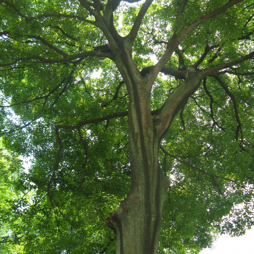 Chinese Hackberry (Celtis Sinensis) Plant Care & How to Grow, Water