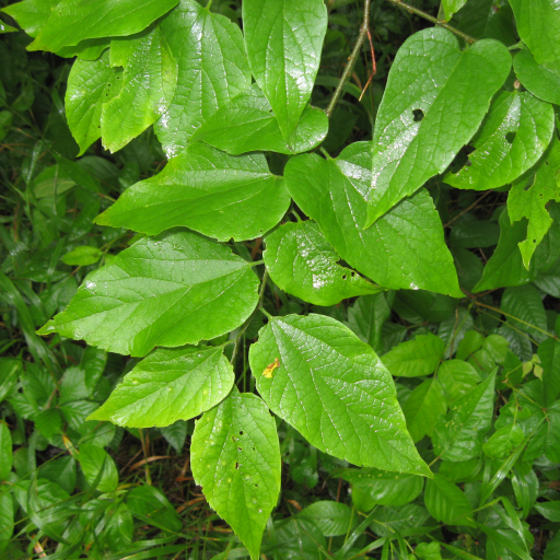Dwarf Hackberry (Celtis Tenuifolia) Plant Care & How to Grow, Water