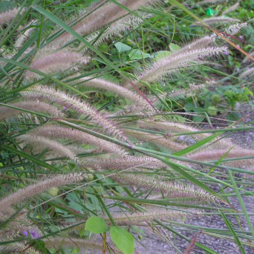Fountain Grass (Cenchrus Alopecuroides) Plant Care & How to Grow, Water
