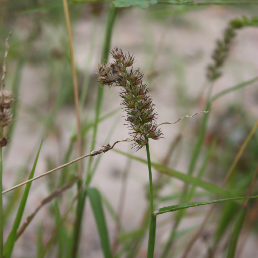 Indian Sandbur (Cenchrus Biflorus) Plant Care & How to Grow, Water