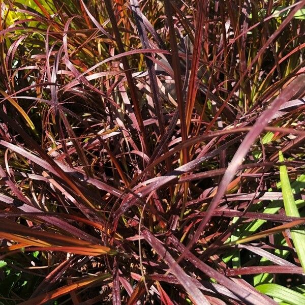 Water Mimosa (Neptunia Oleracea) Plant Care & How to Grow, Water