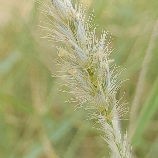 Cenchrus Divisus Plant Care & How to Grow, Water