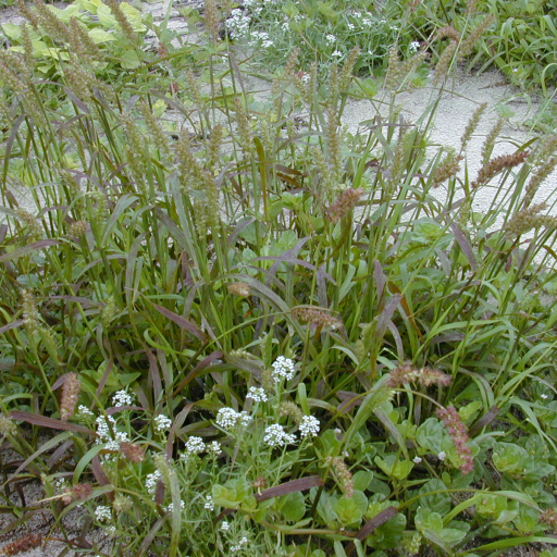 Mossman River Grass (Cenchrus Echinatus) Plant Care & How to Grow, Water