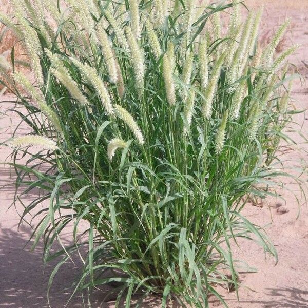 Cenchrus Hordeoides Care Guide: Water, Soil & Propagation - Plantiary