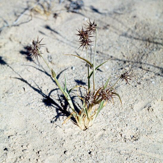 Palmer Sandbur (Cenchrus Palmeri) Plant Care & How to Grow, Water