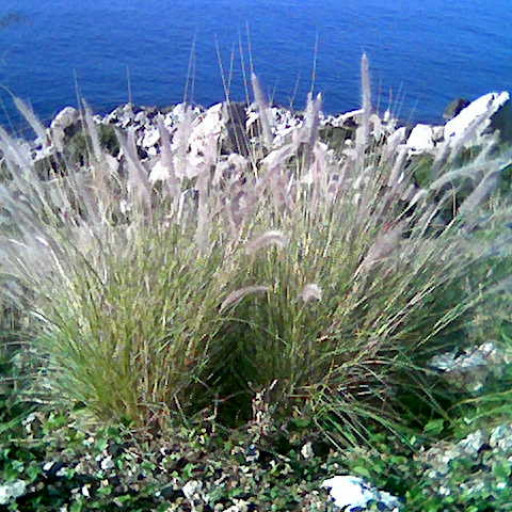 Fountain Grass (Cenchrus Setaceus) Plant Care & How to Grow, Water