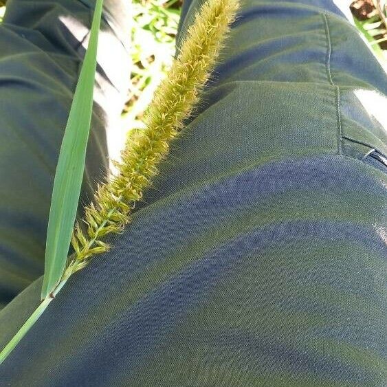 Feathery Pennisetum (Cenchrus Setosus) Plant Care & How to Grow, Water