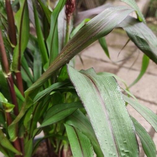 Cenchrus Spicatus Plant Care & How to Grow, Water