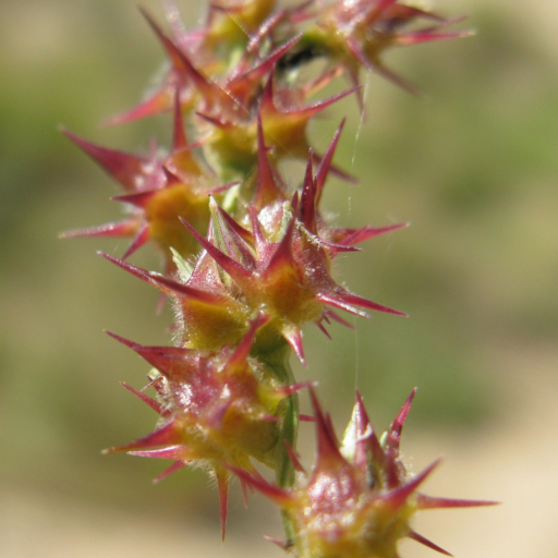 Field Sandbur (Cenchrus Spinifex) Care Guide: Water, Soil & Propagation ...