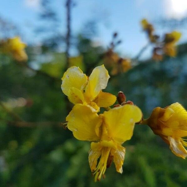 Cenostigma Pyramidale Plant Care & How to Grow, Water