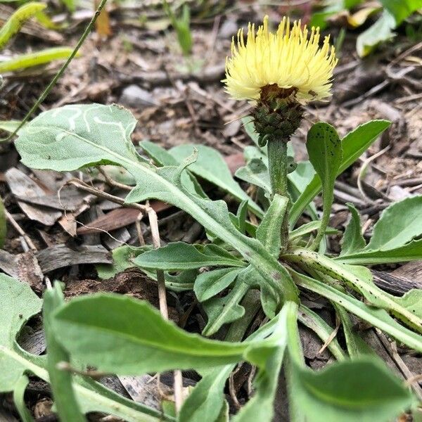 Stemless Star Thistle (Centaurea Acaulis) Care Guide: Water, Soil ...