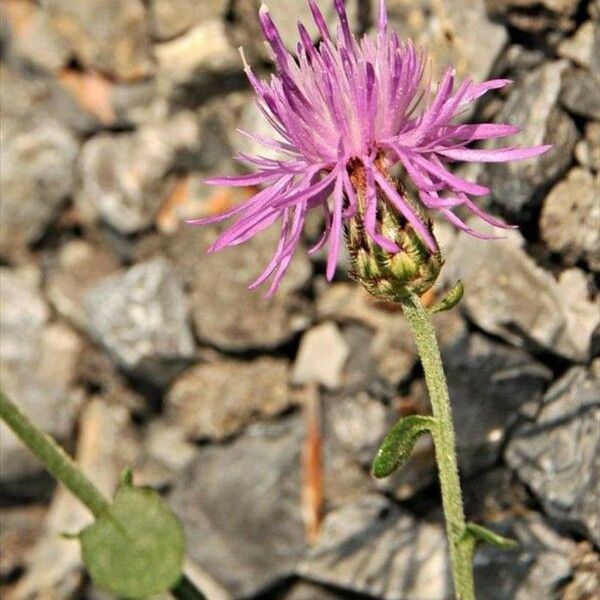 Centaurea Affinis Plant Care & How to Grow, Water