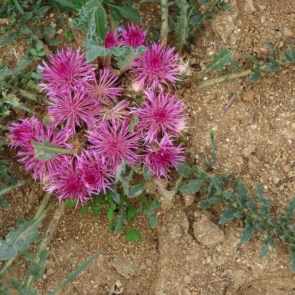 Centaurea Amblensis Plant Care & How to Grow, Water