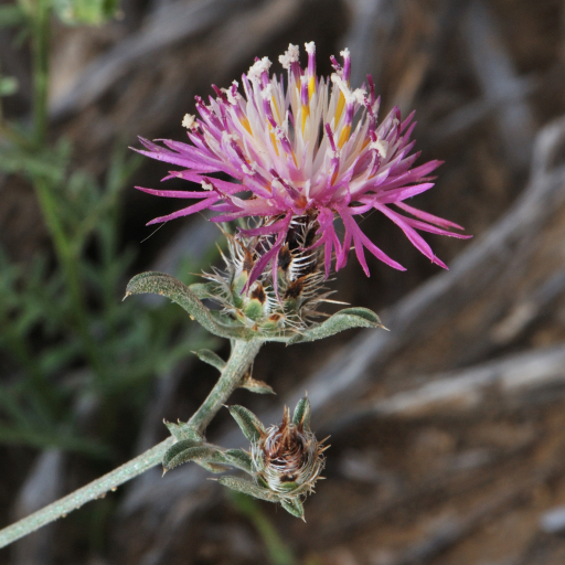 Centaurea Ammocyanus Care Guide: Water, Soil & Propagation - Plantiary