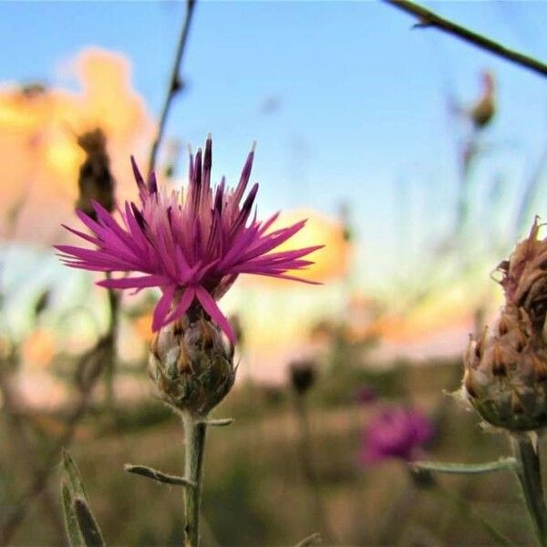 Centaurea Arenaria Plant Care & How to Grow, Water