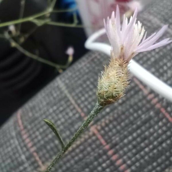 Centaurea Aristata Plant Care & How to Grow, Water