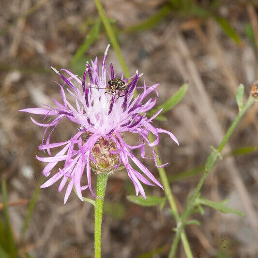 Centaurea Arrigonii Care Guide: Water, Soil & Propagation - Plantiary