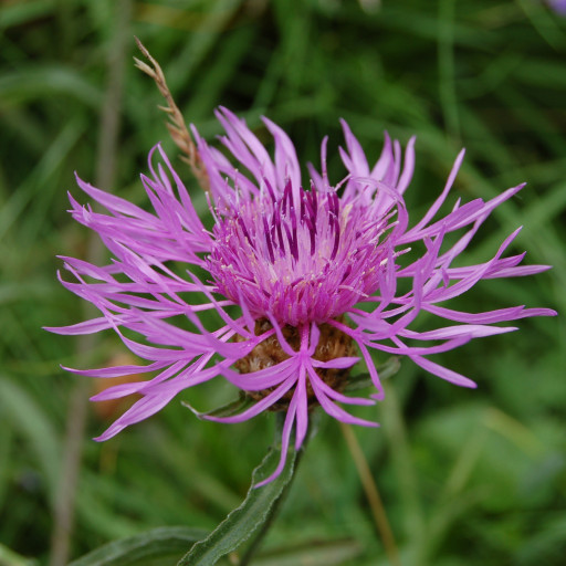 Rough Star Thistle (Centaurea Aspera) Plant Care & How to Grow, Water