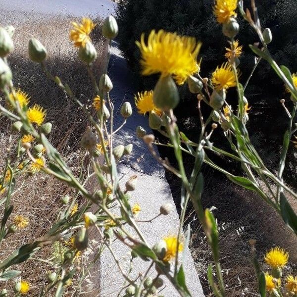 Centaurea Behen Plant Care & How to Grow, Water