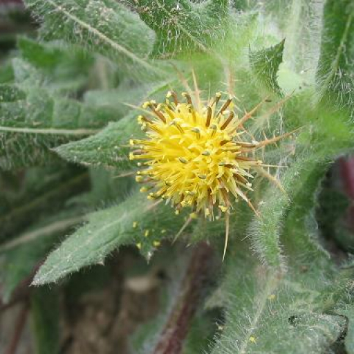 Blessed Thistle (Centaurea Benedicta) Plant Care & How to Grow, Water