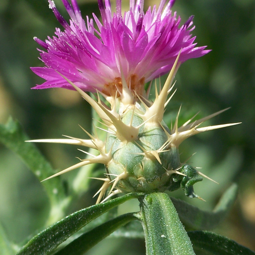 Red Star-thistle (Centaurea Calcitrapa) Plant Care & How to Grow, Water