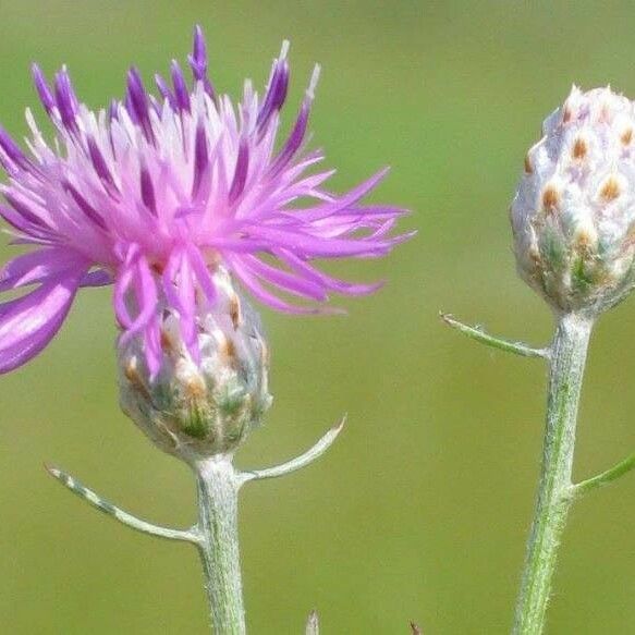 Centaurea Caliacrae Care Guide: Water, Soil & Propagation - Plantiary