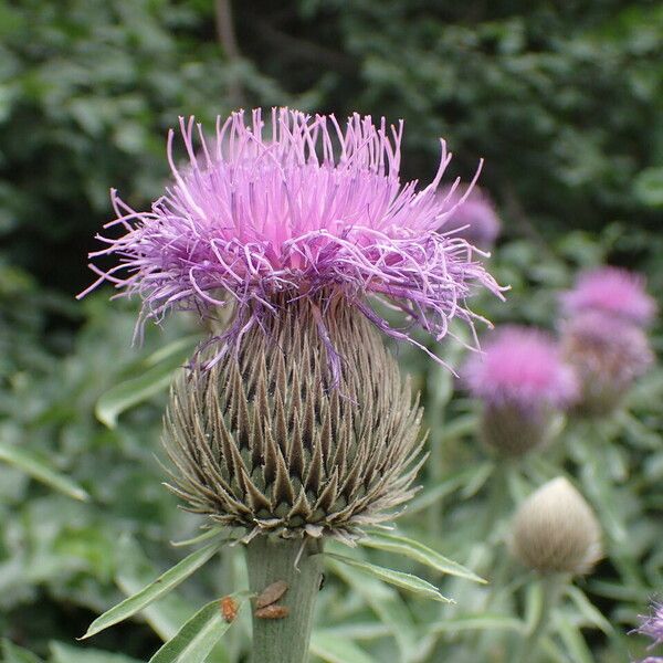 Centaurea Centauroides Care Guide: Water, Soil & Propagation - Plantiary