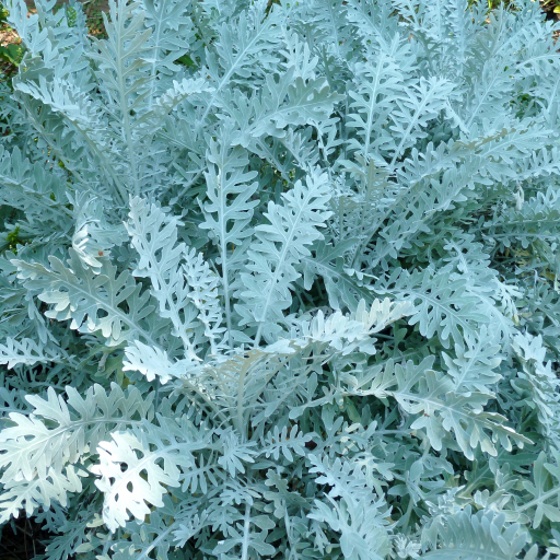 Dusty-Miller (Centaurea Cineraria) Plant Care & How to Grow, Water