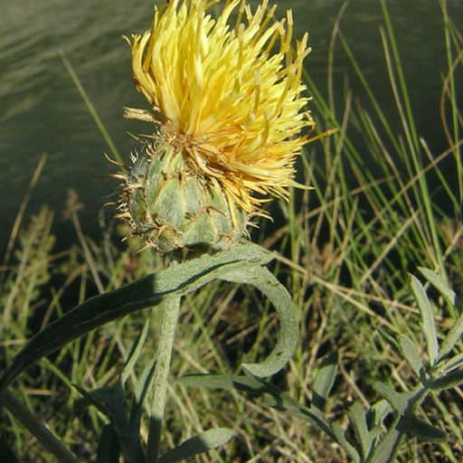 Upland Starthistle (Centaurea Collina) Plant Care & How to Grow, Water