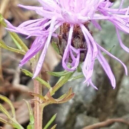 Centaurea Corymbosa Care Guide: Water, Soil & Propagation - Plantiary