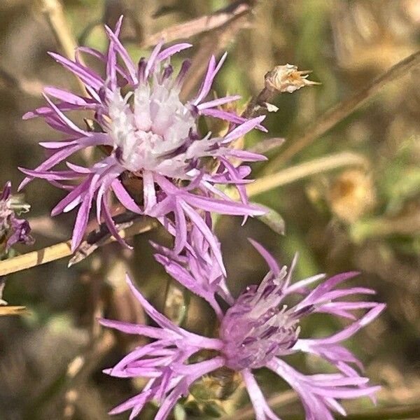 Centaurea Dalmatica Plant Care & How to Grow, Water