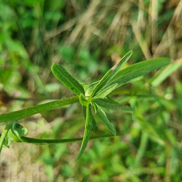 Slender Knapweed (Centaurea Decipiens) Plant Care & How to Grow, Water
