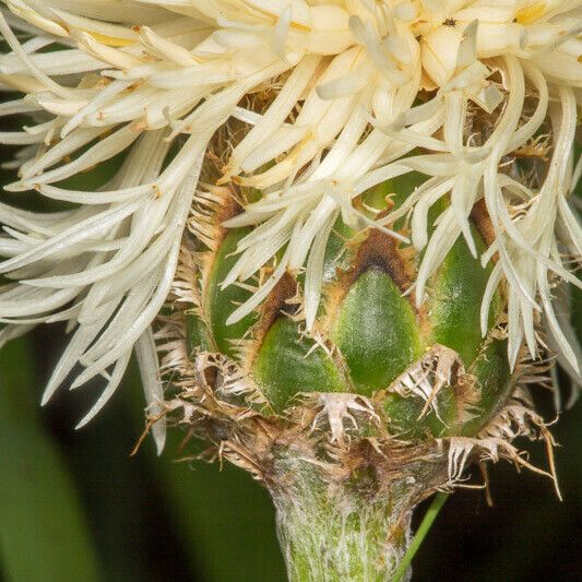 South-Eastern Knapweed (Centaurea Dichroantha) Plant Care & How to Grow ...