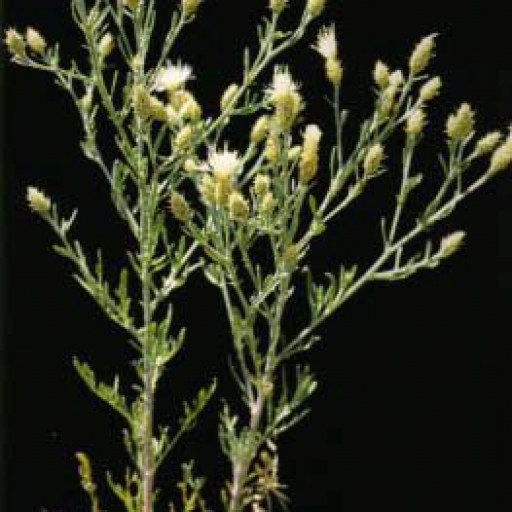 Tumble Knapweed (Centaurea Diffusa) Plant Care & How to Grow, Water